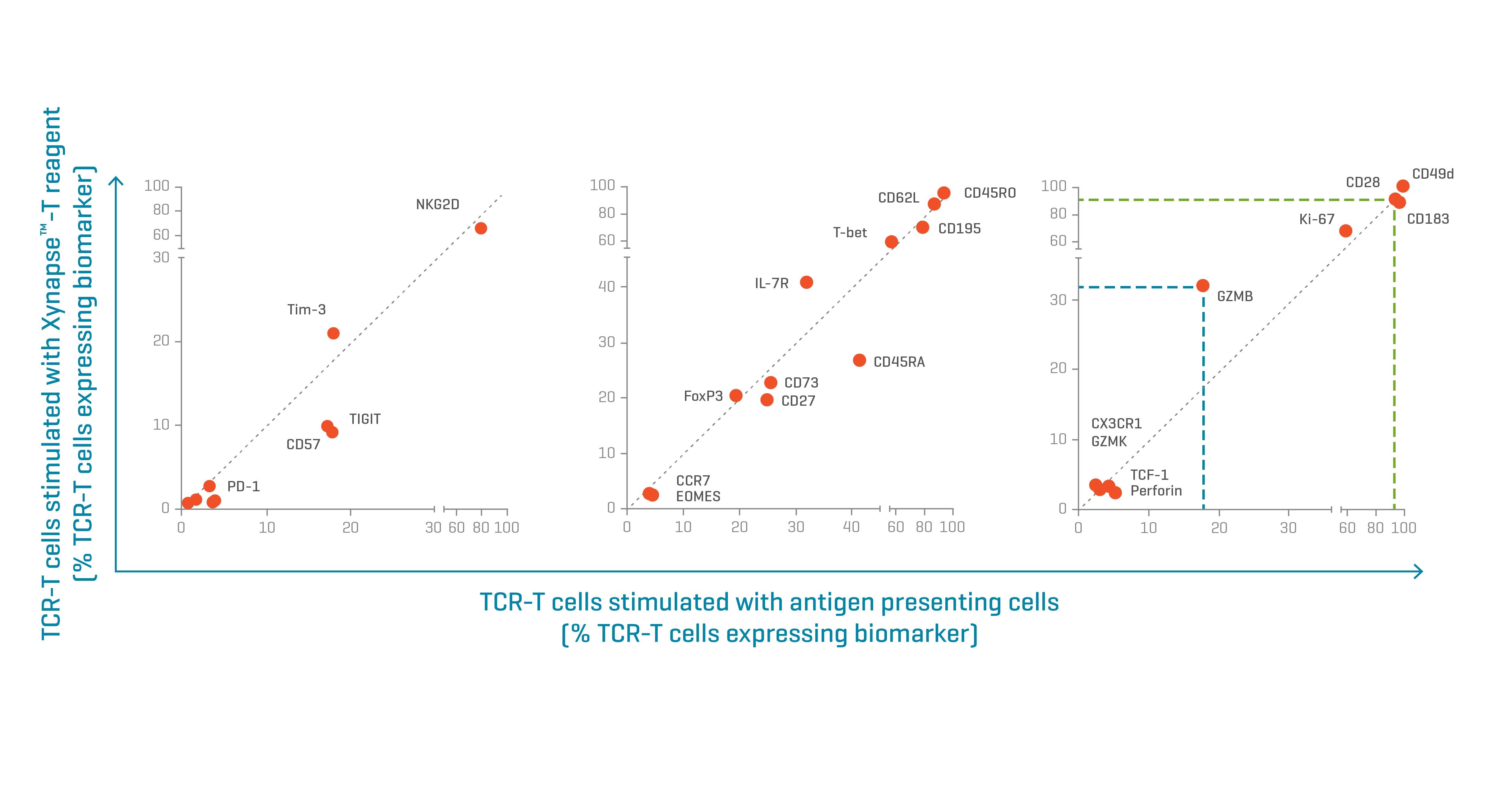Potency Testing of TCR-T Cell Therapies | Immudex